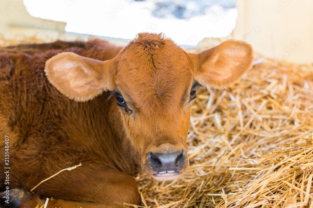 Baby Cows at a Dairy Farm in Central Pennsylvania Stock Photo | Adobe Stock