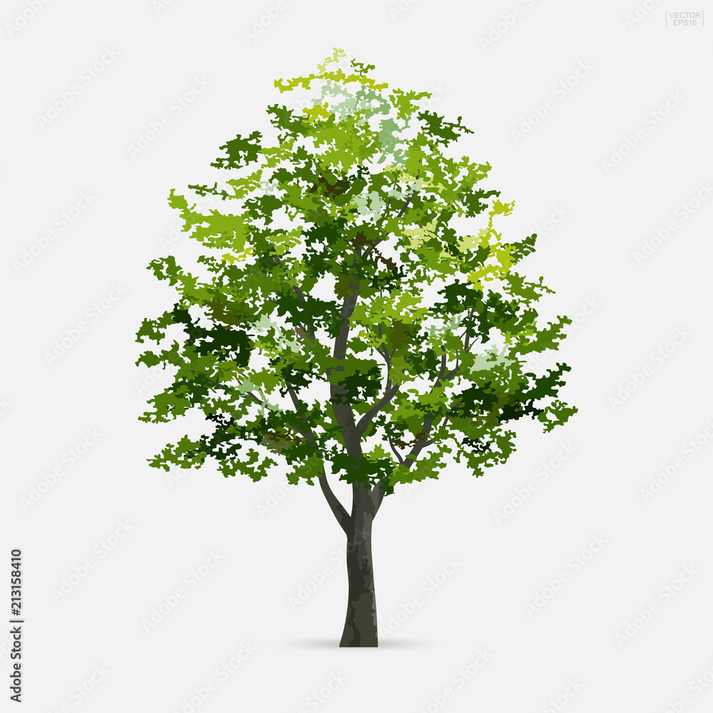 Tree isolated on white background with soft shadow. Use for landscape ...