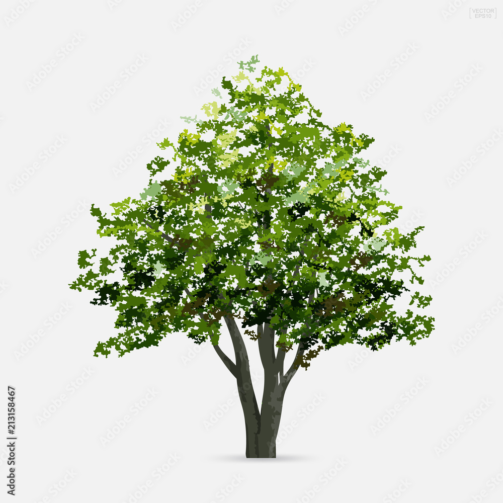 Tree isolated on white background with soft shadow. Use for landscape ...
