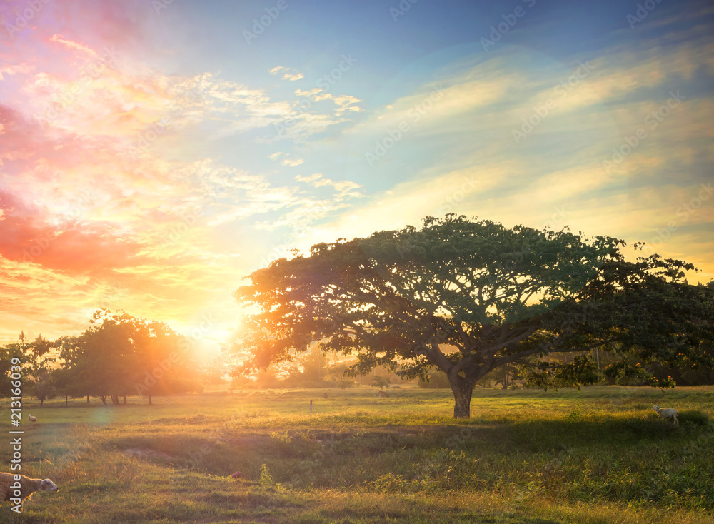 Nature background concept: Alone tree on meadow sunset. Stock Photo ...