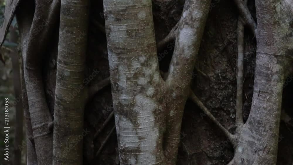 Sub coastal rainforest with strangling fig tree trunk close up showing ...