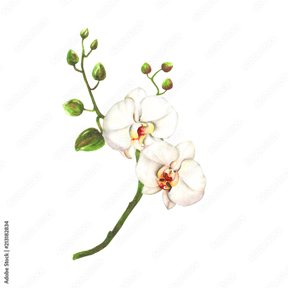 Orchids hand draw floral watercolor illustration, botanical graphic ...