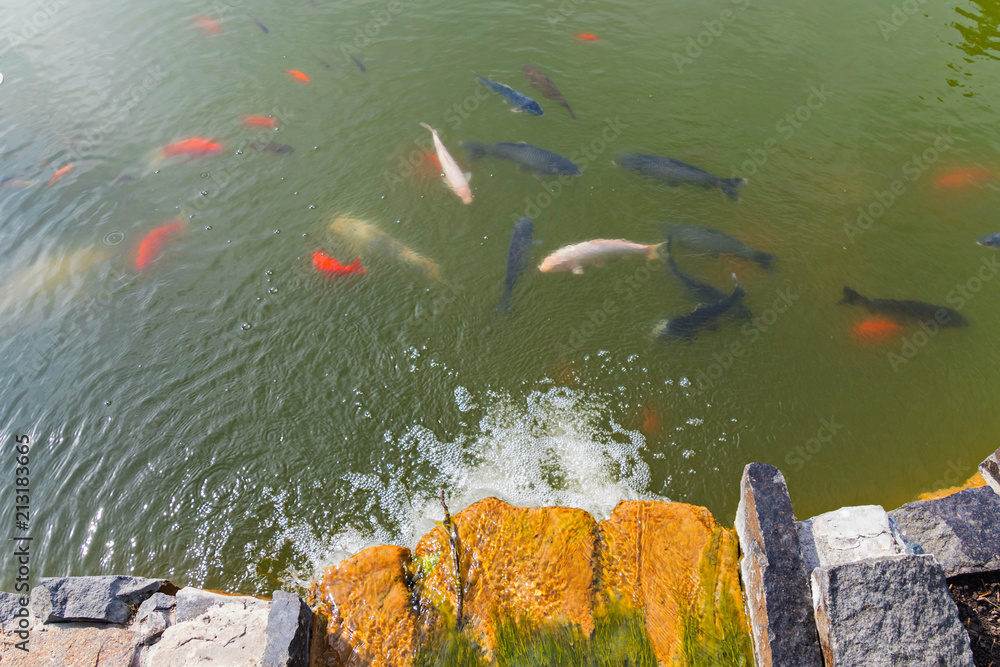 various subspecies of golden pond fish float under the surface of water ...
