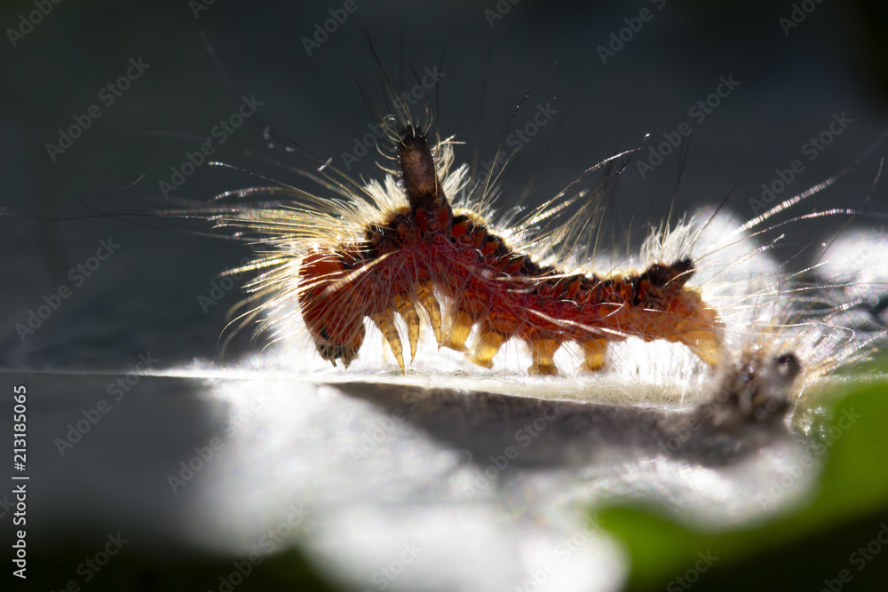 grey dagger moth caterpillar, Acronicta psi, silhouette while on a ...