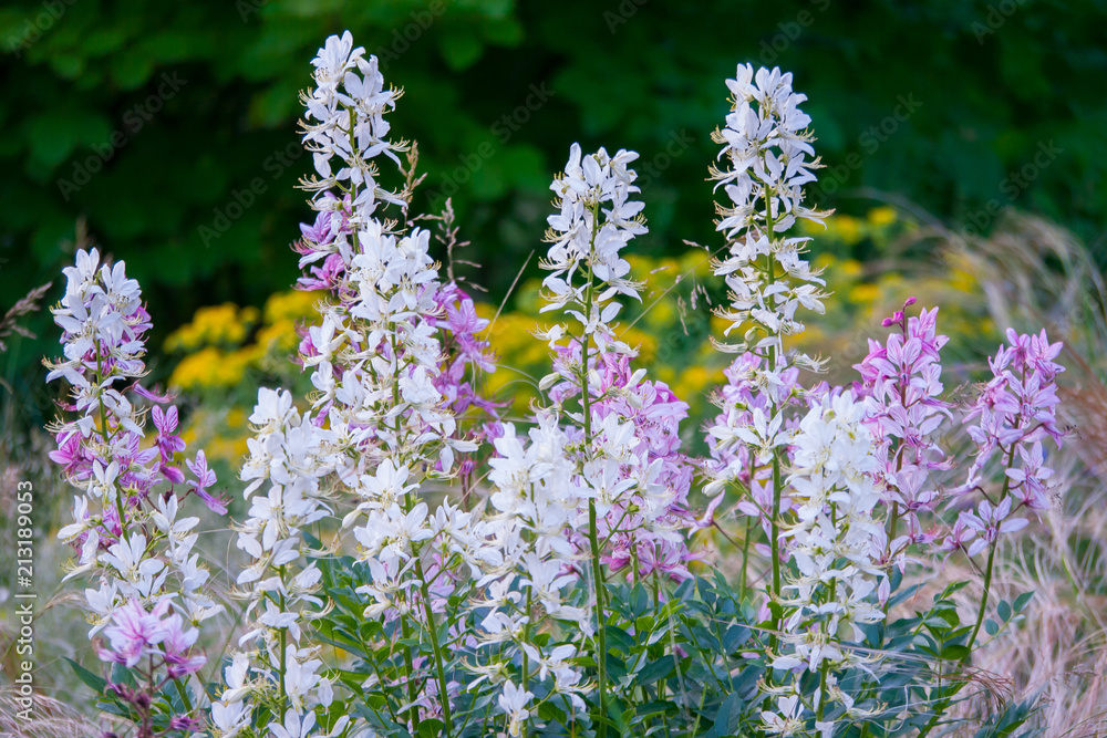 Deciduous Forest Flowers