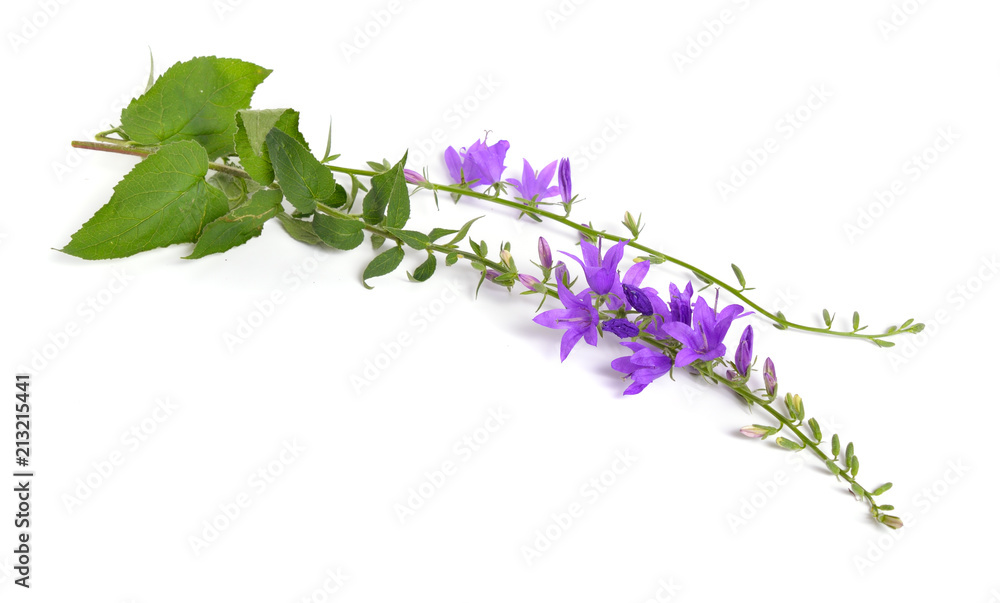 Campanula rapunculoides, known by the common names creeping bell Stock ...