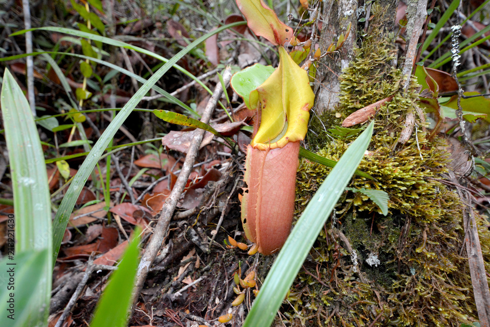 Beautiful Nepenthes (tropical pitcher plant) growing at Sabah's Lost ...