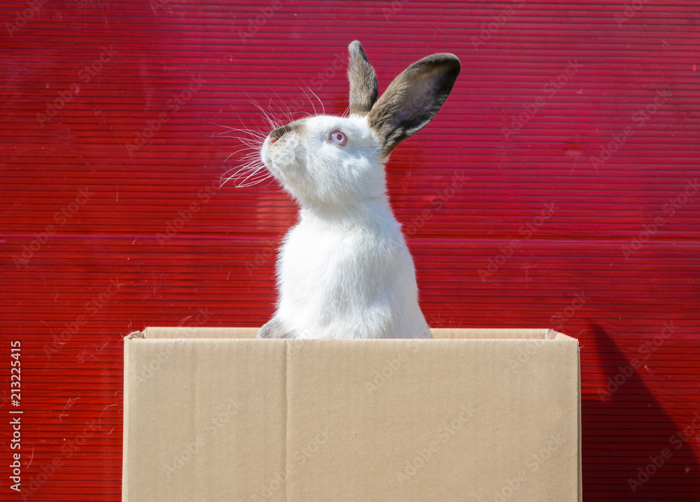 White rabbit sit in cardboard box and peeking out. A red background ...