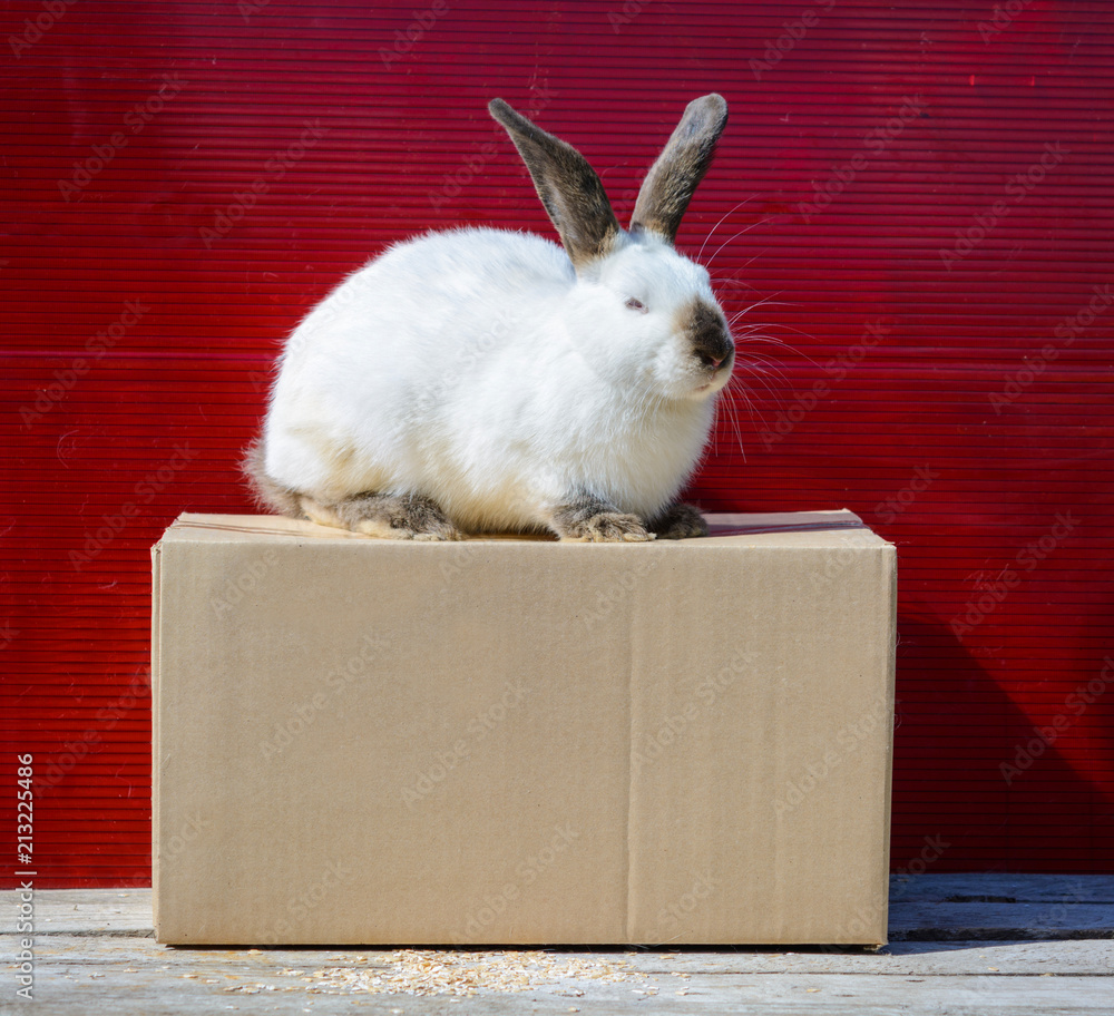 Californian white rabbit sitting on a cardboard box. A red background ...