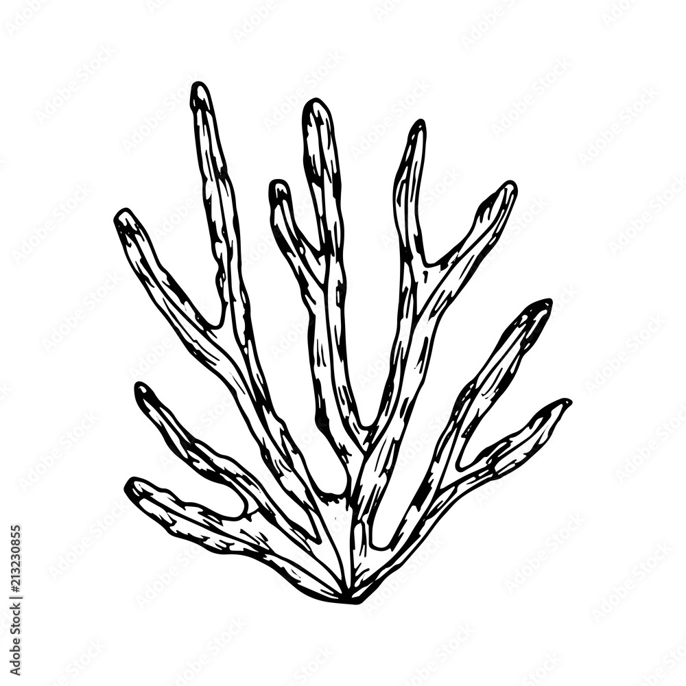 seaweed sketch sea plants. vector isolated Stock Vector | Adobe Stock