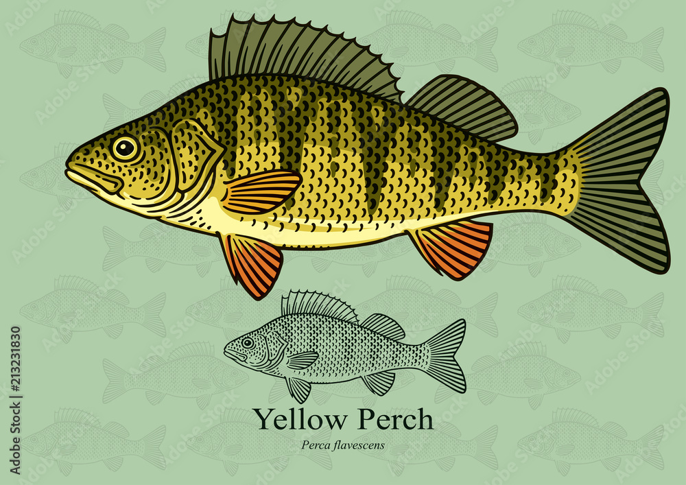 Yellow Perch. Vector illustration with refined details and optimized ...