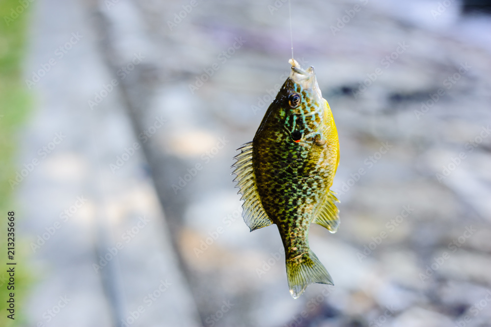 fish, sunfish, caught on the hook of the fishing rod, Lepomis gibbosus ...