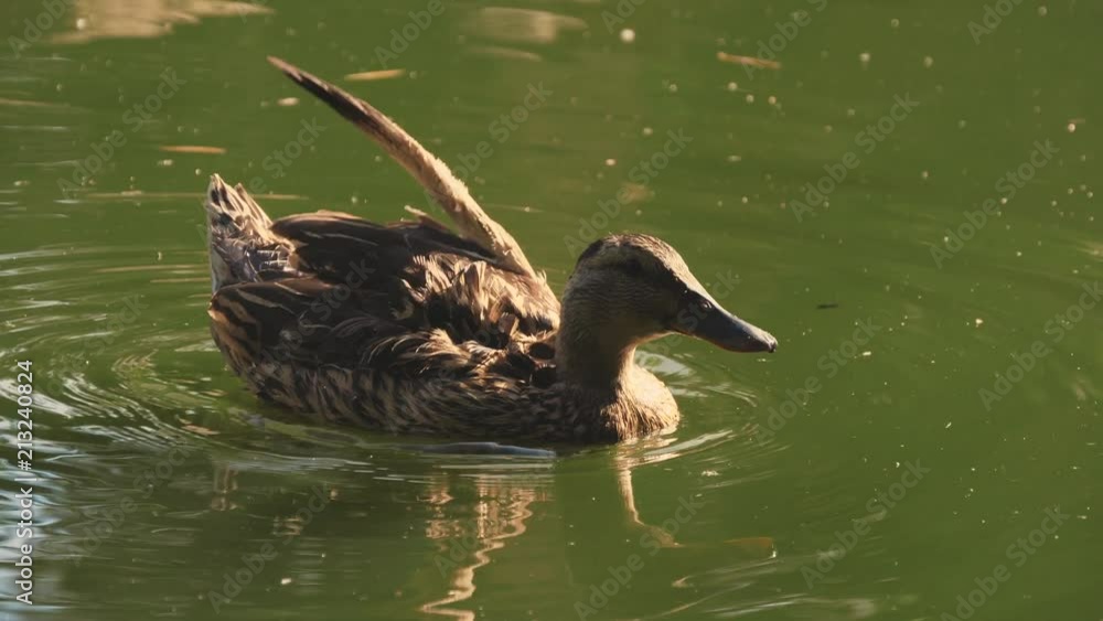Caring duck with ducklings for a walk floats in the water of the pond ...