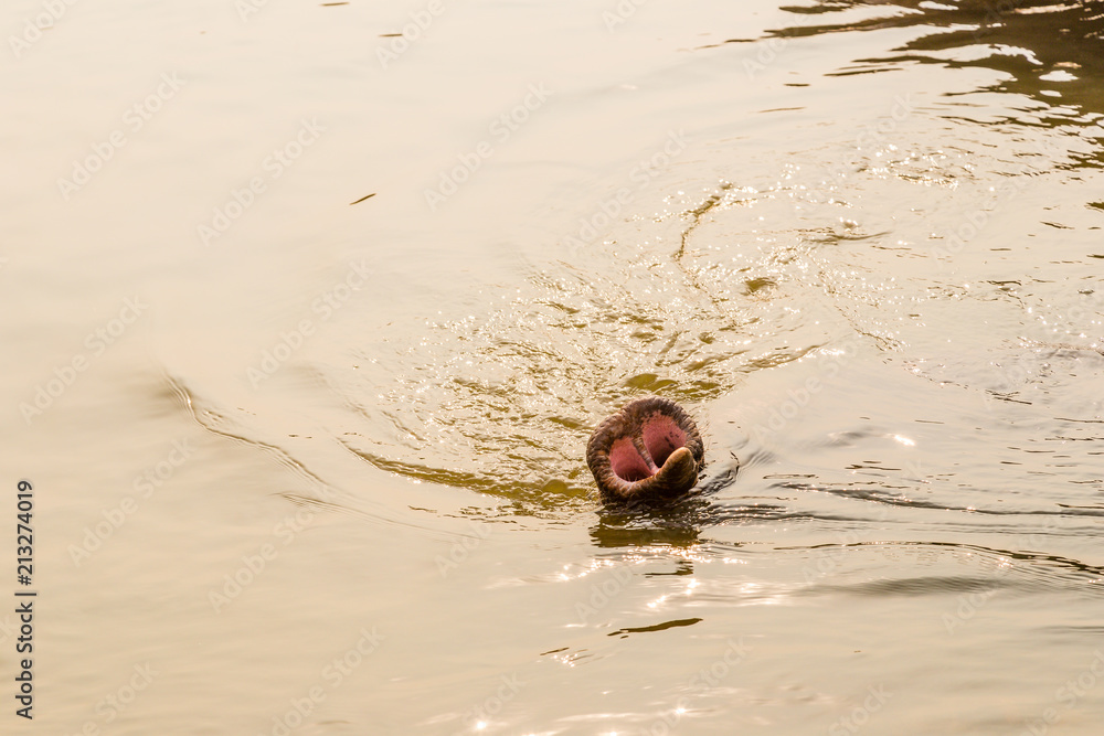 An asian elephant using trunk as snorkel during the bathing in the ...