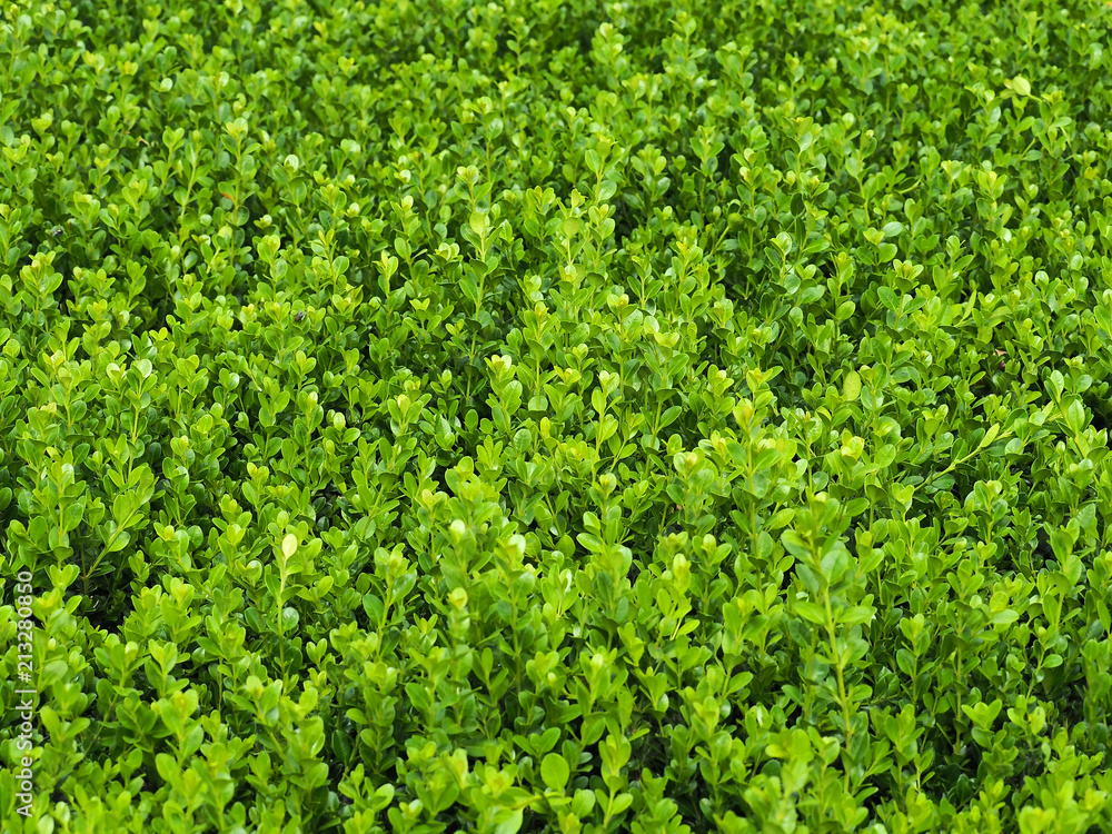 Buxus sempervirens, European box, or boxwood, is a species of evergreen ...