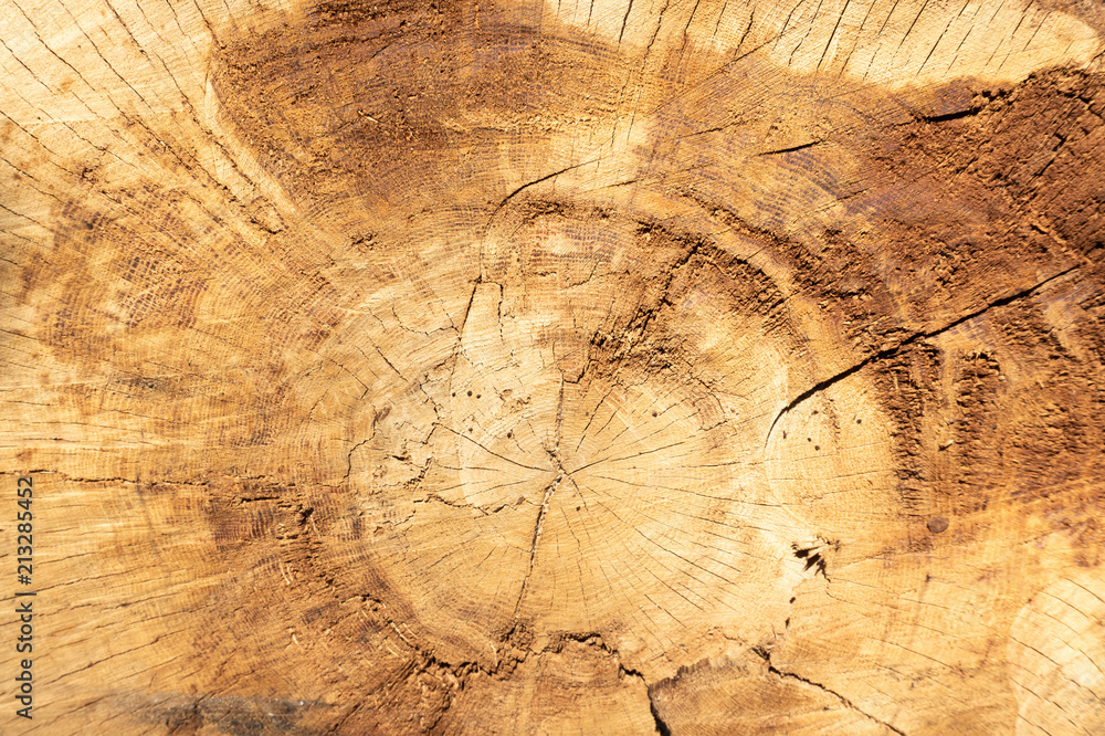 Cracked wood texture tree rings. Cut tree log slice Stock Photo | Adobe ...