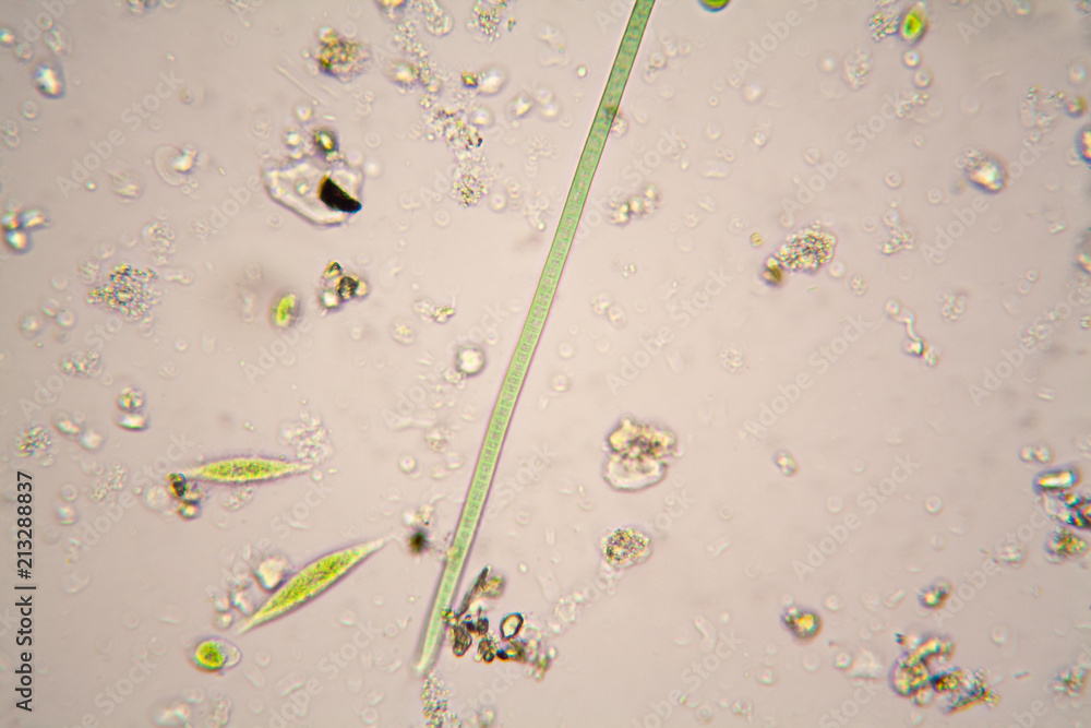 Euglena Under Microscope 10x
