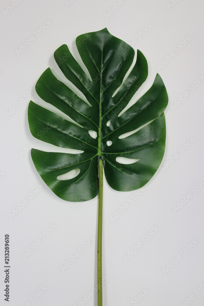 Monstera Stock Photo | Adobe Stock