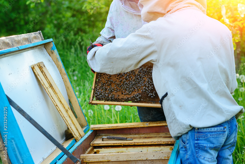 Two beekeepers work on an apiary. Summer Stock Photo | Adobe Stock