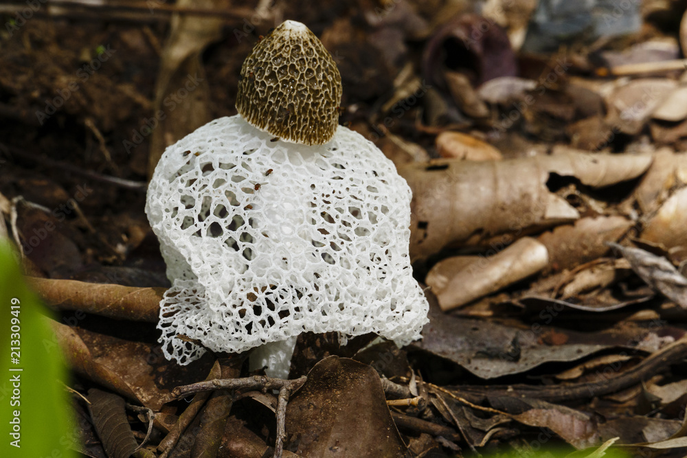 Phallus indusiatus or Dancing mushroom Stock Photo | Adobe Stock