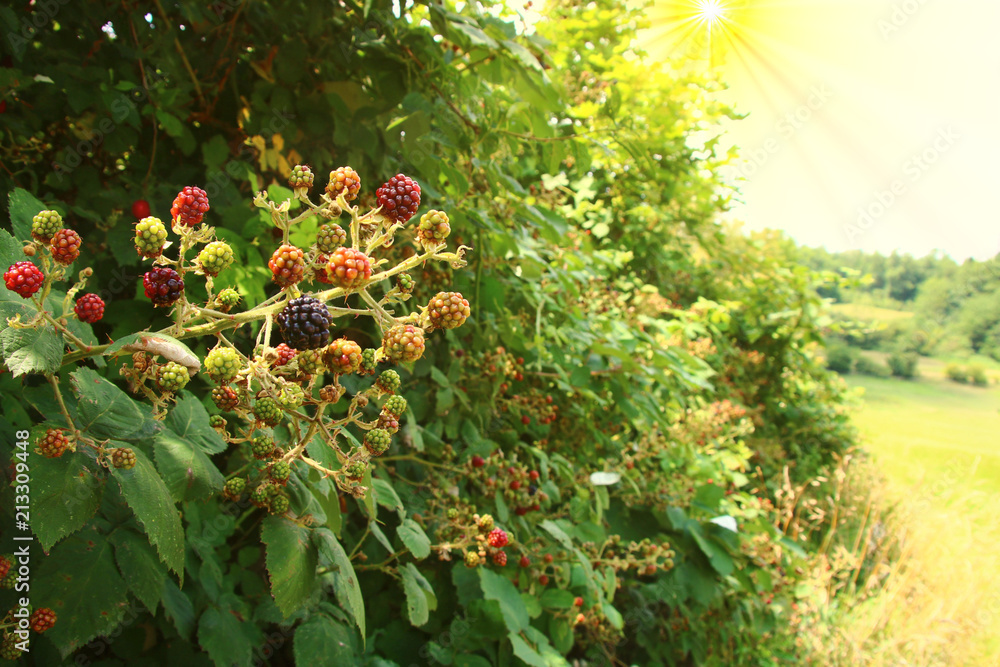 hecke brombeeren Stock-Foto | Adobe Stock