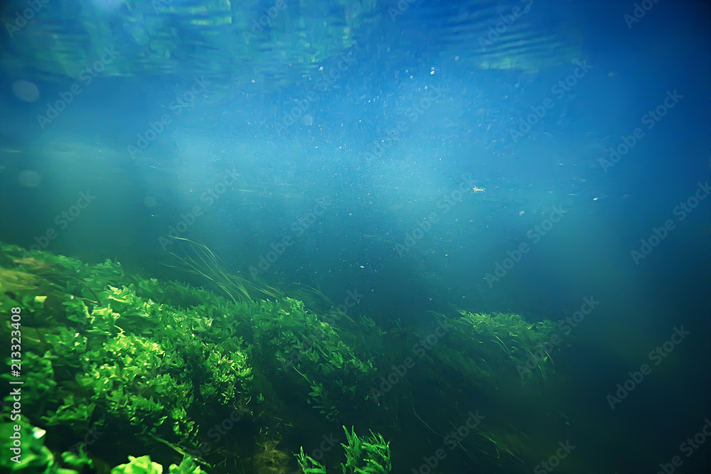 underwater freshwater green landscape / underwater landscape of the ...