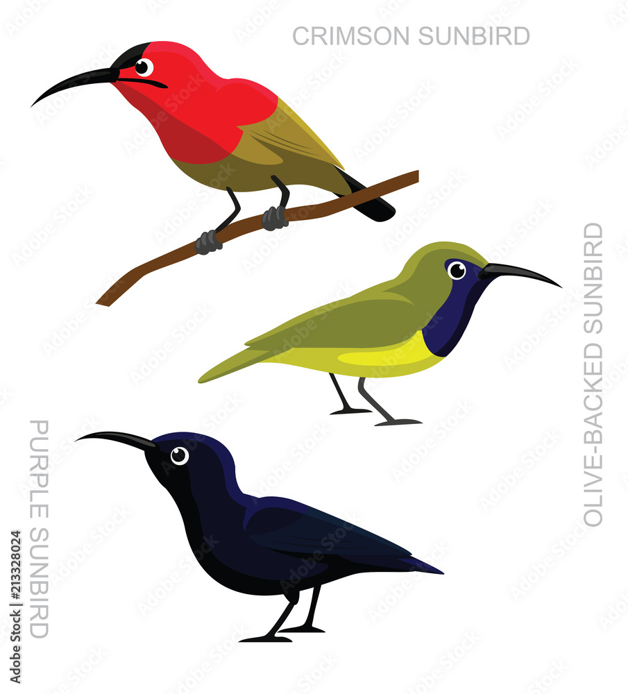 Bird Sunbird Set Cartoon Vector Illustration Stock Vector | Adobe Stock