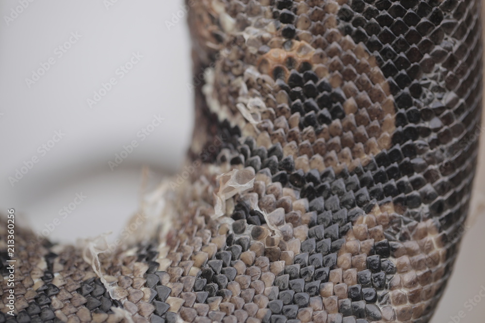 animal detail - close up macro photography of a python snake skin sheds ...