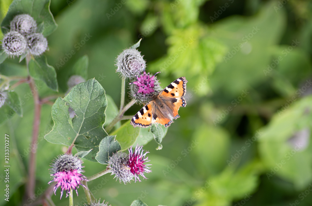 sergiev_posad. Nature_of_moscow_region_summer_2018,The beauty of ...