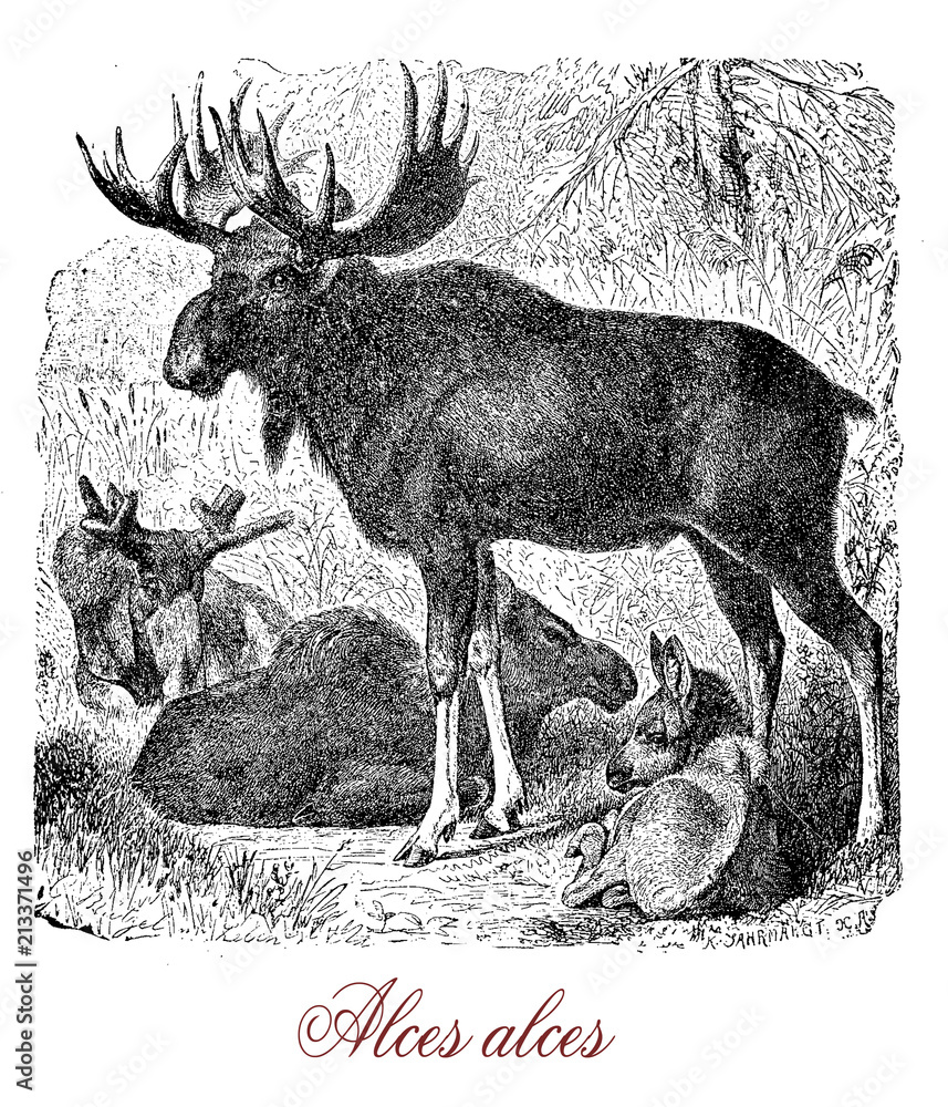 Vintage engraving of moose or elk, the heaviest species of the deer ...
