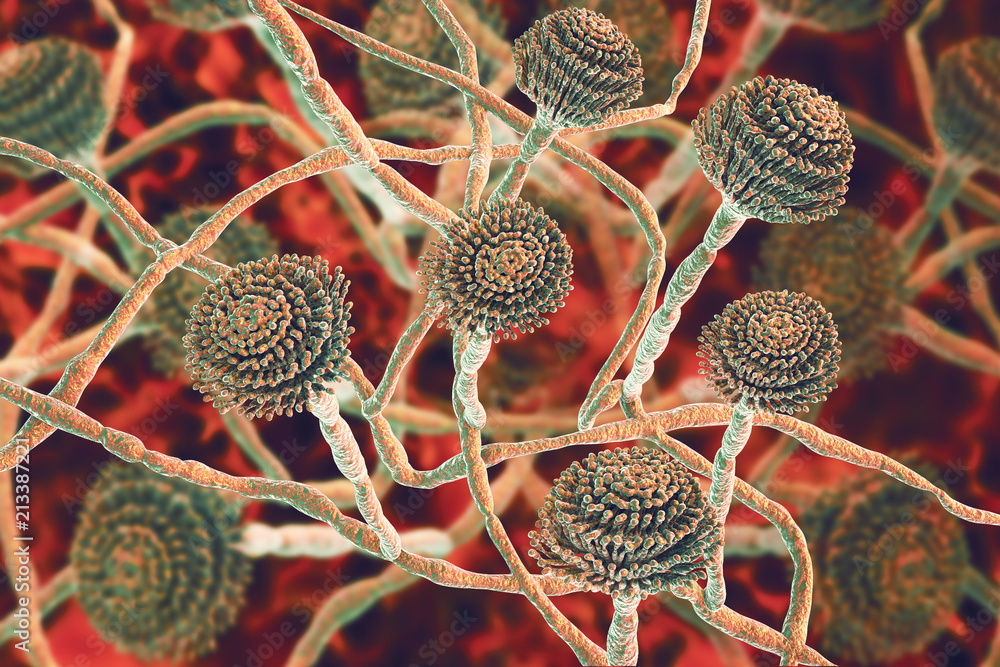 Fungi Aspergillus, black mold which produce aflatoxins and cause ...