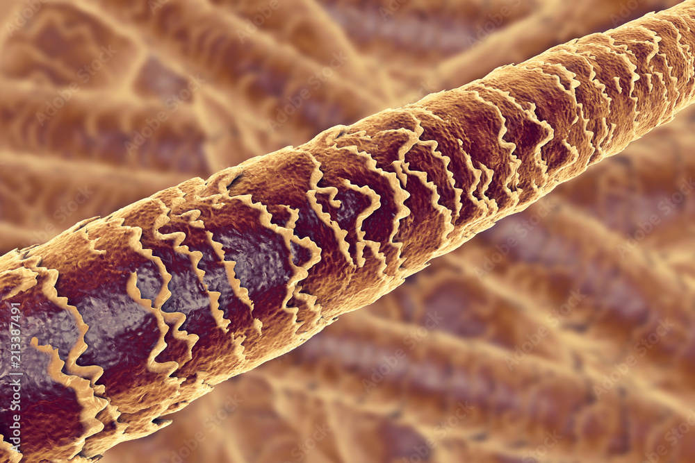 Human hair under microscope, 3D illustration showing close-up structure ...