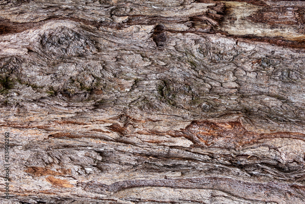 Australian pine (Casuarina equisetifolia) tree trunk bark closeup ...