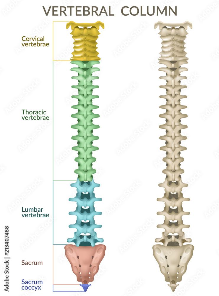 Vertebral Column Posterior View