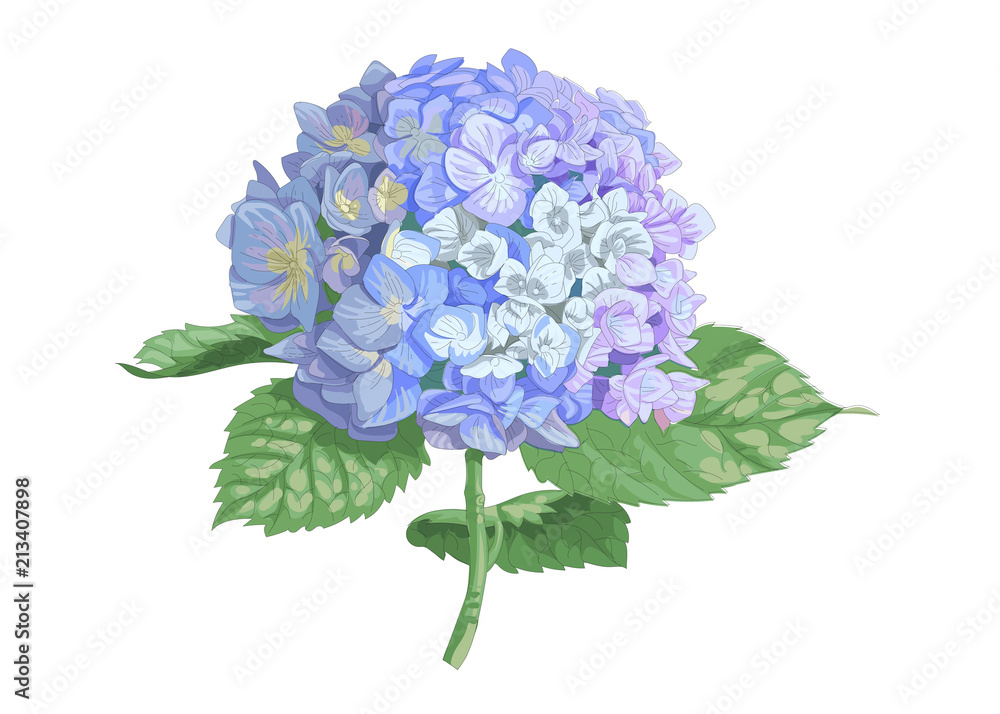 Vector highly detailed realistic illustration of hydrangea flower ...