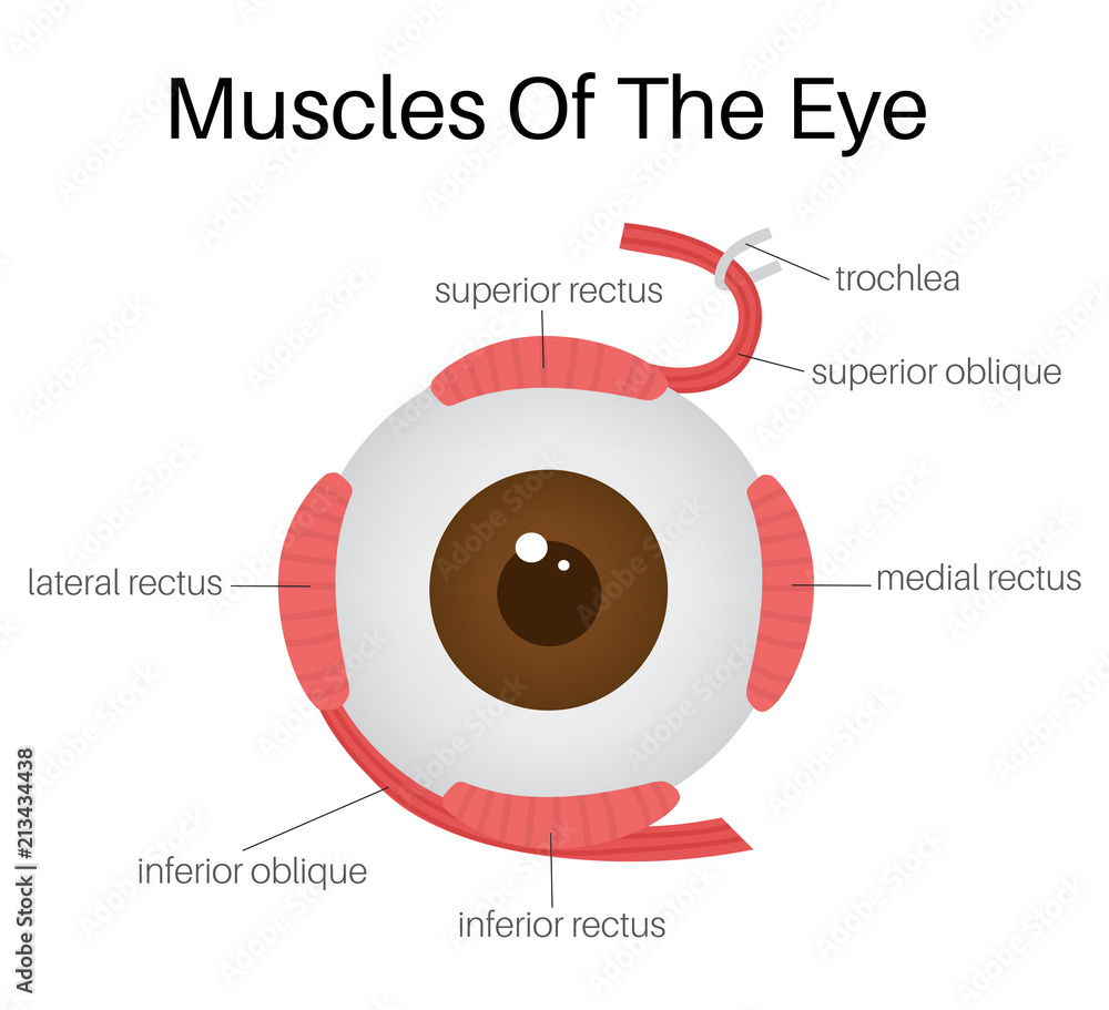 Muscles Of The Eye Stock Vector | Adobe Stock