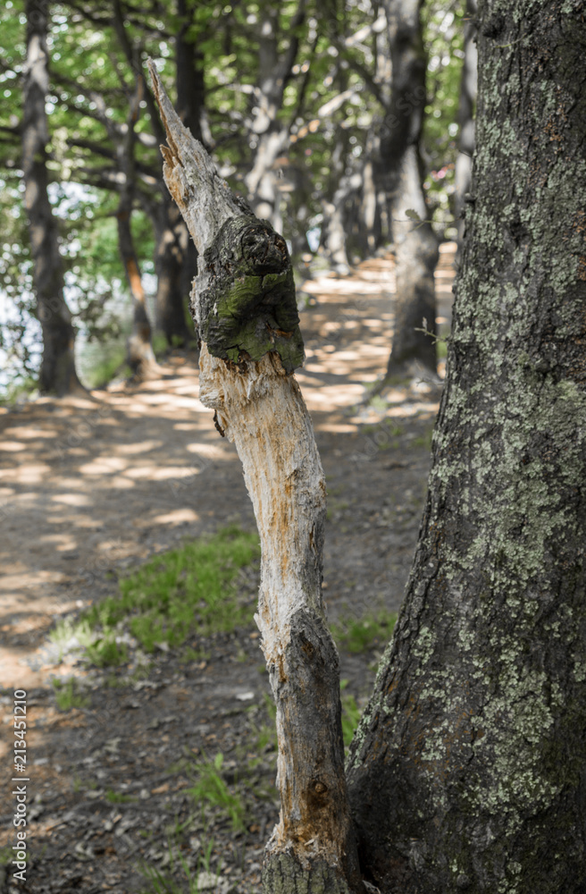 Deer Rubbing On My Trees