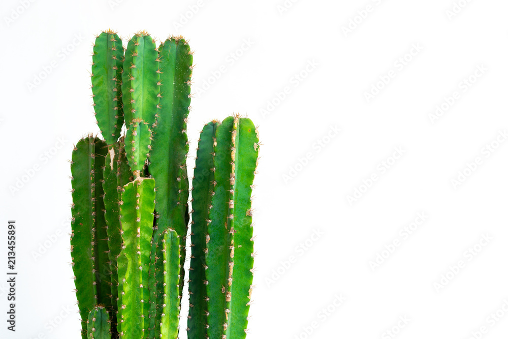 Green cactus isolated Stock Photo | Adobe Stock