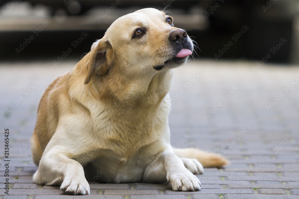 Are Labrador Dogs Protective