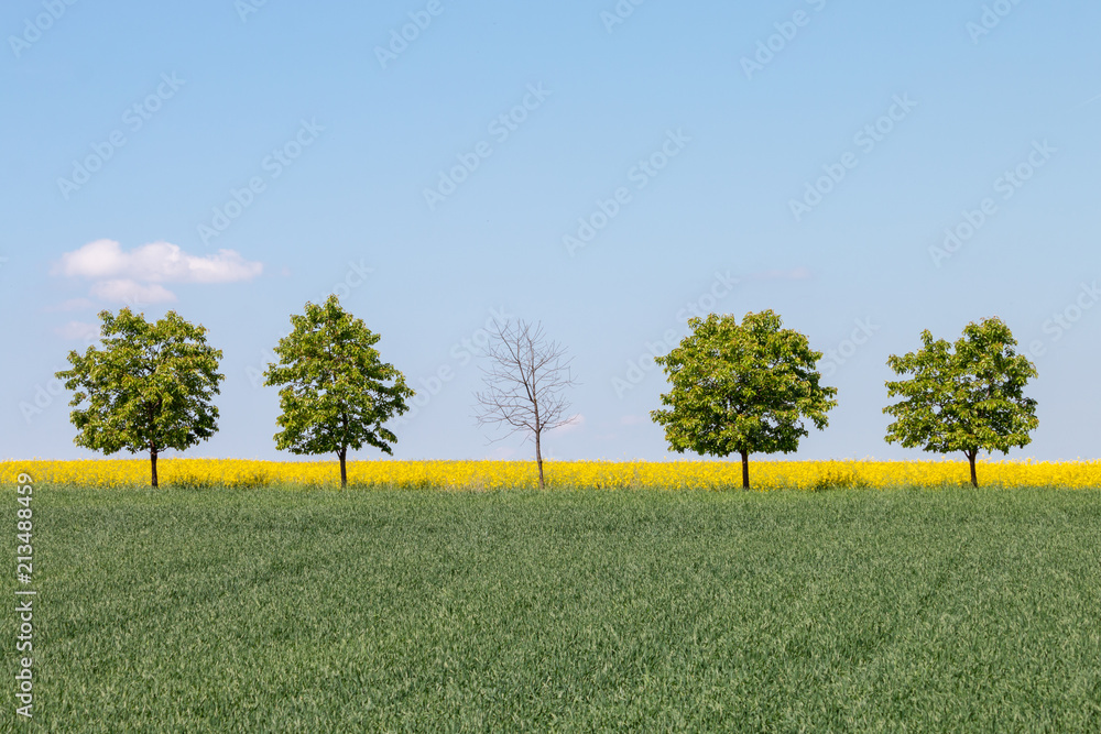 Bare tree in the center of a row of 5 trees on a green field. One dead ...