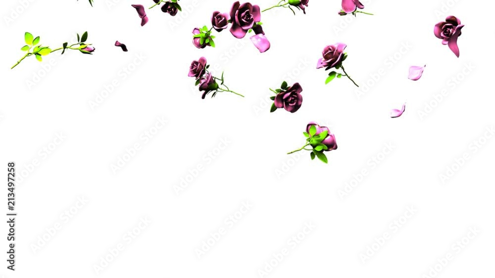 Falling Pink Roses On White Background.3DCG render Animation. Stock ...