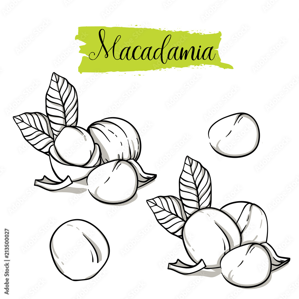 Hand drawn sketch style macadamia set. Single, group seeds, macadamia ...
