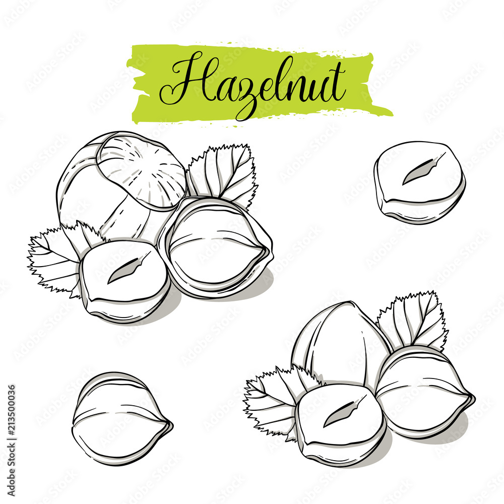 Hand drawn sketch style Hazelnut set. Single, group seeds, hazelnut in ...