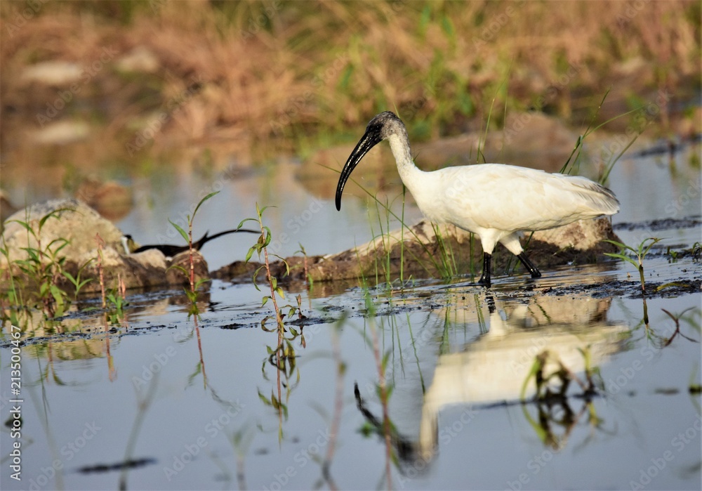 Black-Headed Ibis or Oriental white ibis --Threskiornis melanocephalus ...