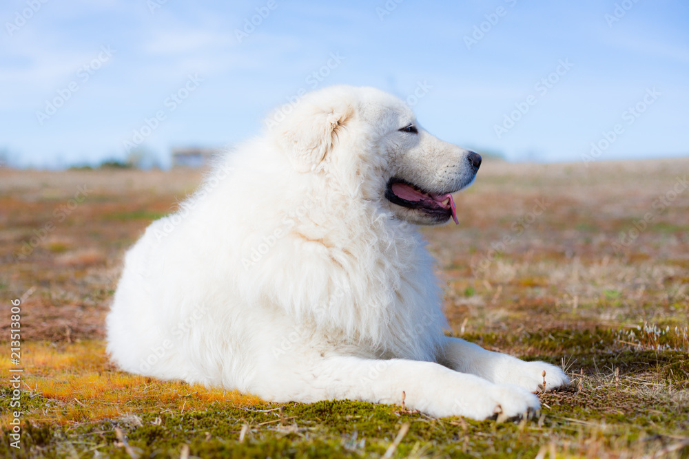 Big White Poofy Dog
