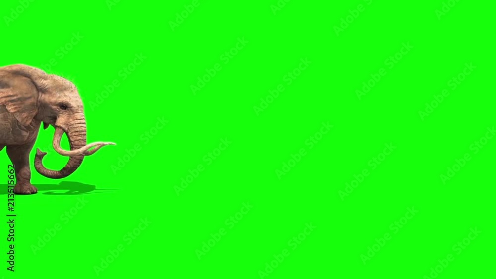 Elephant Walks Side Green Screen Stock Video | Adobe Stock