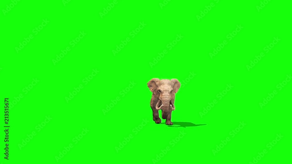 Elephant Walks Front Green Screen Stock Video | Adobe Stock