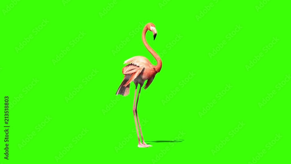 Pink Flamingo Eats Perspective Green Screen Stock Video | Adobe Stock