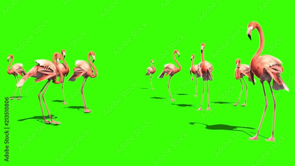 Pink Flamingo Group Green Screen Stock Video | Adobe Stock