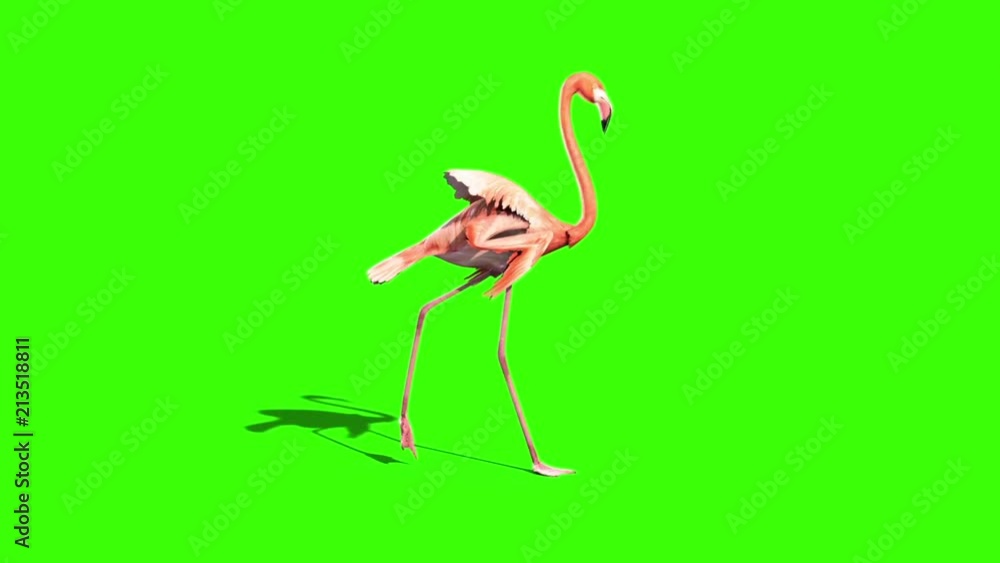 Pink Flamingo Walks Side Green Screen Stock Video | Adobe Stock